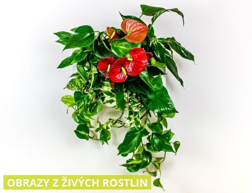 Obrazy z rostlin | Gardners-eshop.cz